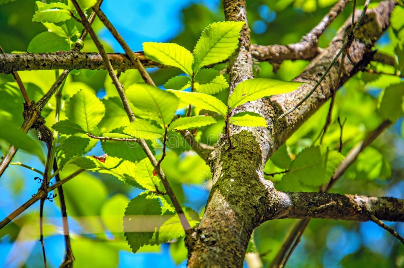 Bright Green Leaves on the Tree. Selective Focus Stock Photo - Image of ...