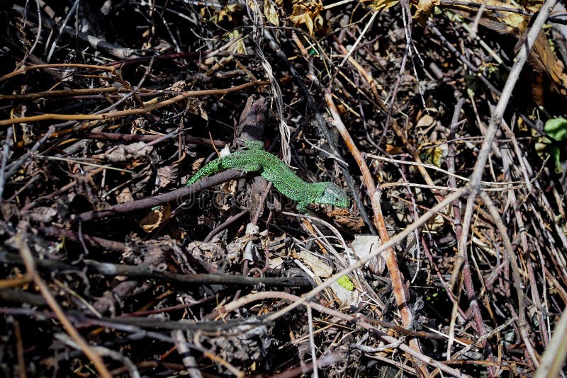 Bright Green Lizard among Dry Branches in Spring Stock Image - Image of ...