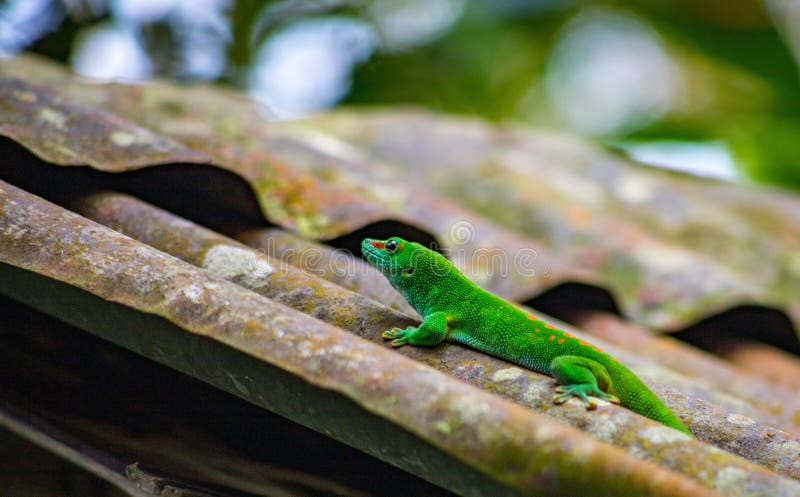 Bright Green Lizard Perched Atop a Rooftop with a Lush Foliage Plant in ...