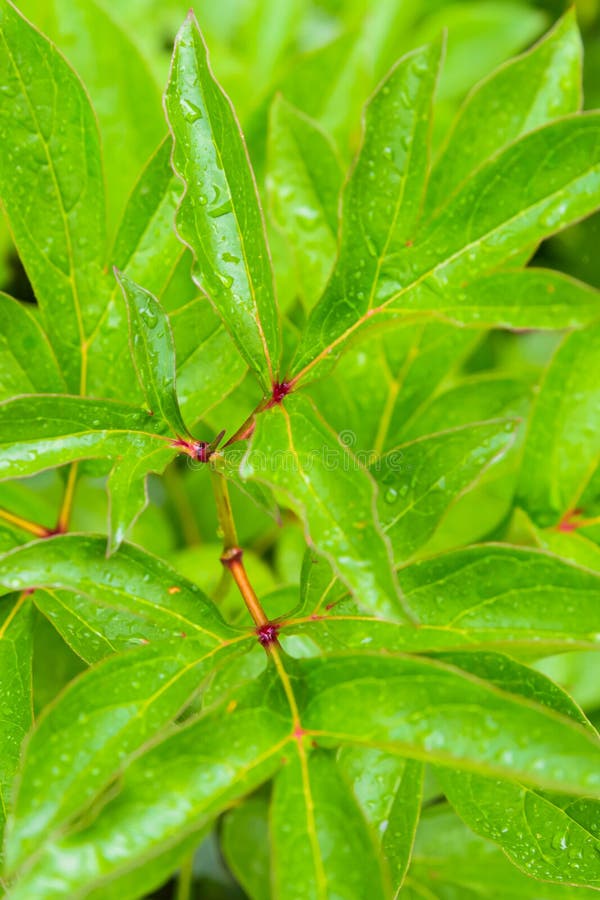 Bright Green Long Leaves Pattern, Vertical Background Spring Flora in ...