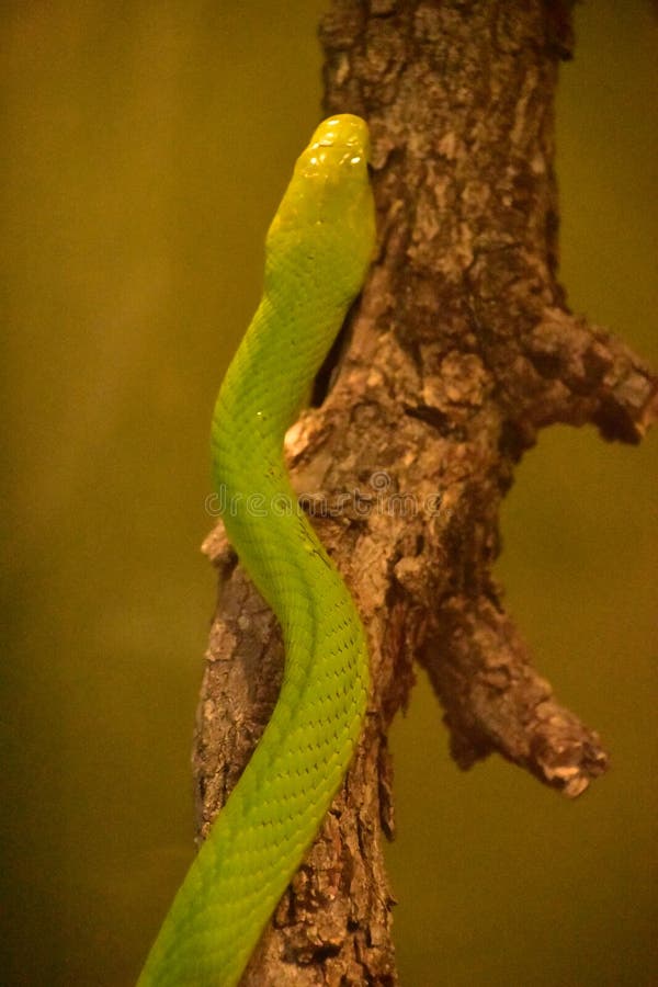 Bright Green Mamba Snake Moving Up a Tree Stock Photo - Image of venom ...