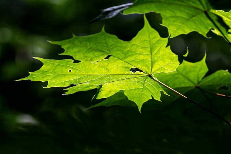 Green Maple Leaves in the Sunlight Stock Photo - Image of defocused ...