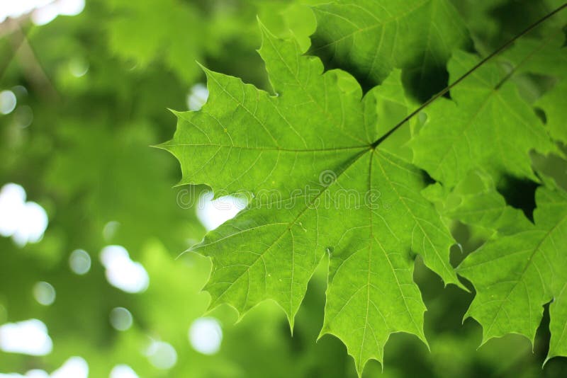 Bright Green Maple Leaves Against the Sky Stock Image - Image of blue ...