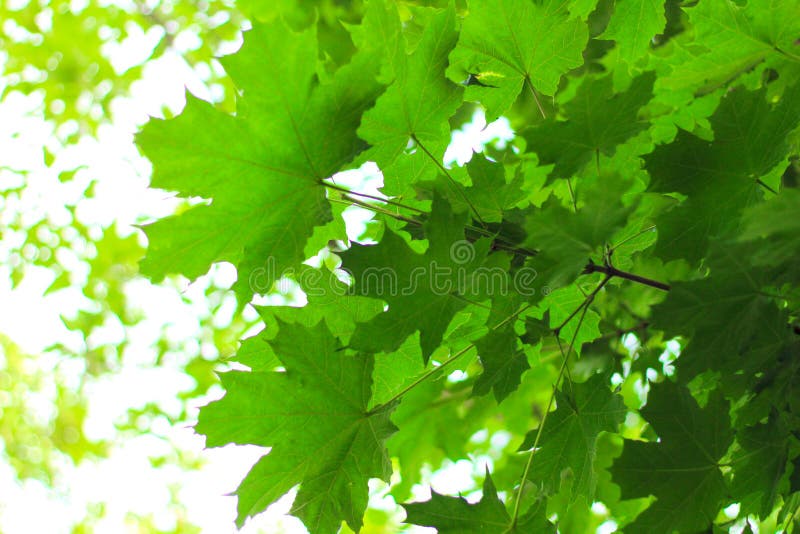 Bright Green Maple Leaves Against the Sky Stock Photo - Image of ...