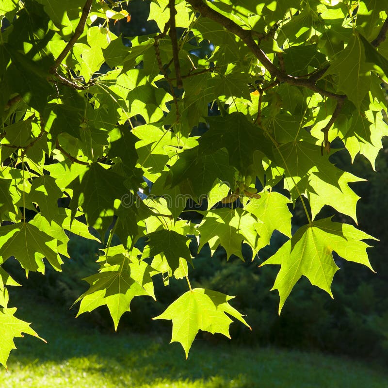 Bright Green Maple Leaves on a Background of Sky Stock Image - Image of ...