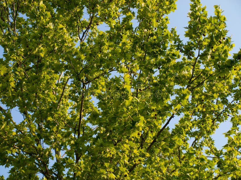 Bright green maple treetop stock image. Image of vibrant - 71634533