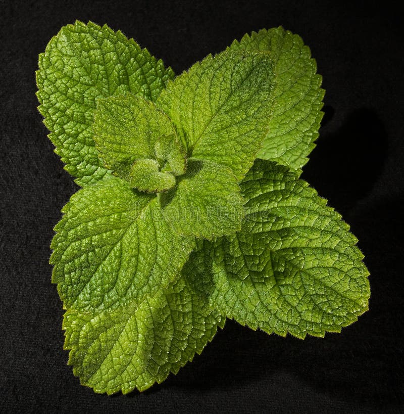 Bright Green Mint Leaves Close-up on a Black Background Stock Image ...