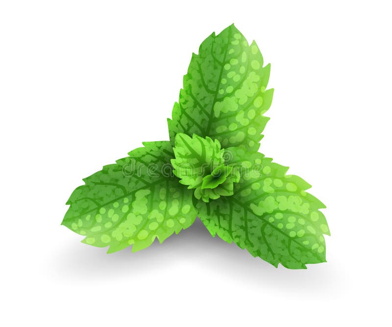 Fresh Bright Green Mint Leaves Isolated on a White Background Stock ...