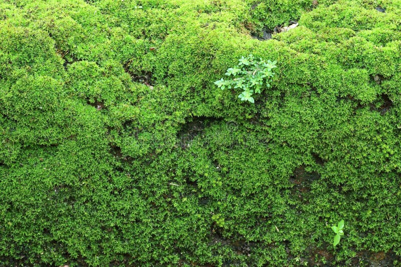 Bright Green Moss Background Textured Stock Photo - Image of plant ...