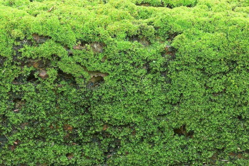 Bright Green Moss Background Textured Stock Photo - Image of beautiful ...
