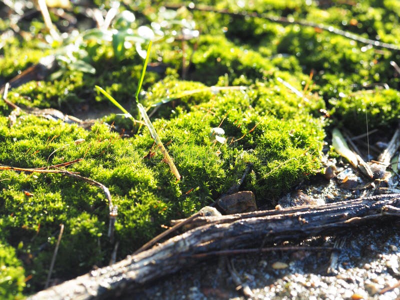 Bright Green Moss Broke through the Snow in Early Spring Stock Image ...