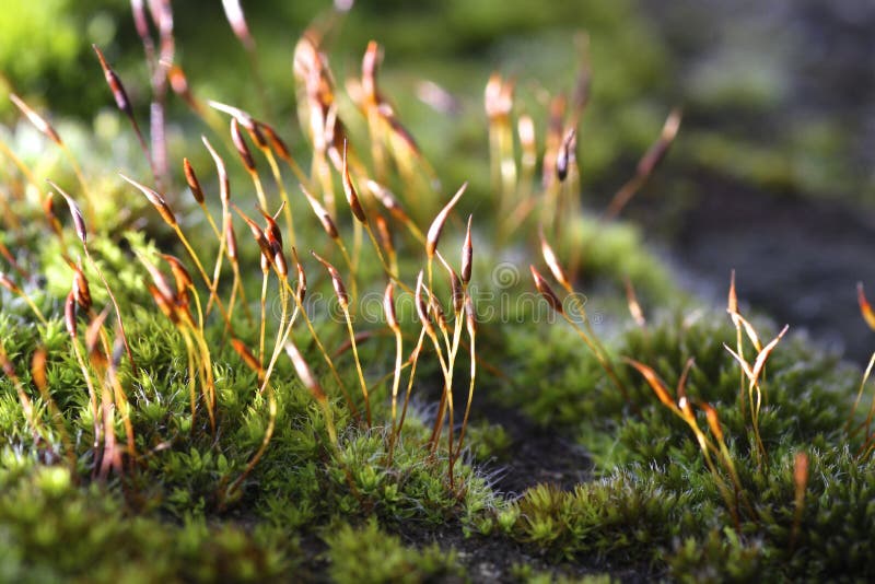 Moss Macro stock photo. Image of botanical, plant, closeup - 1264008