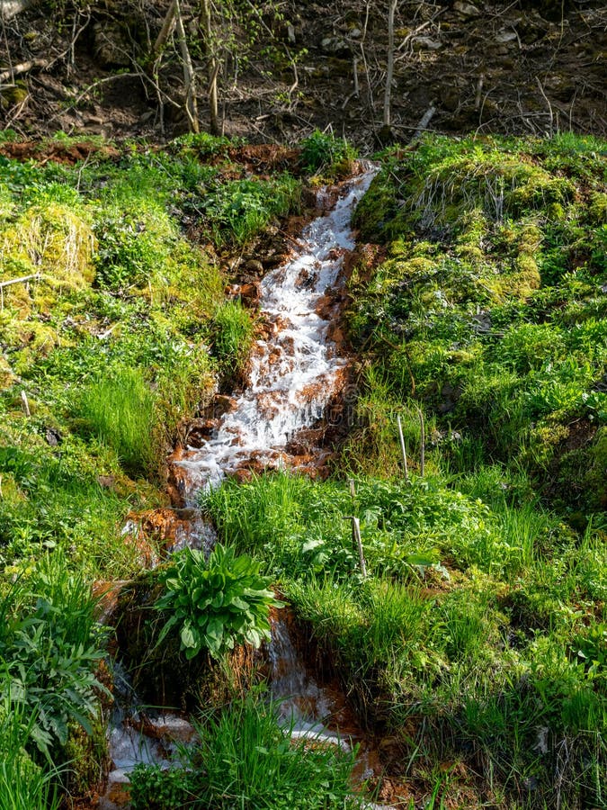 Moss Overgrown Forrest in Spring Stock Image - Image of lichen, field ...