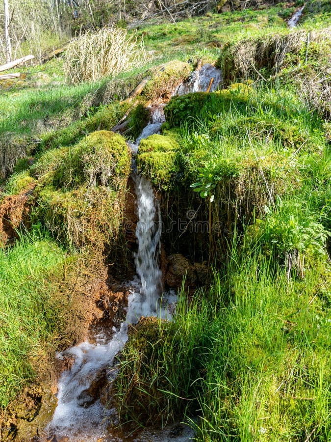 Moss Overgrown Forrest in Spring Stock Image - Image of lichen, field ...