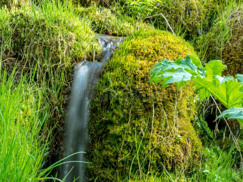 Bright Green Moss Overgrown River Bank, Fast Spring Flows Down Stock ...