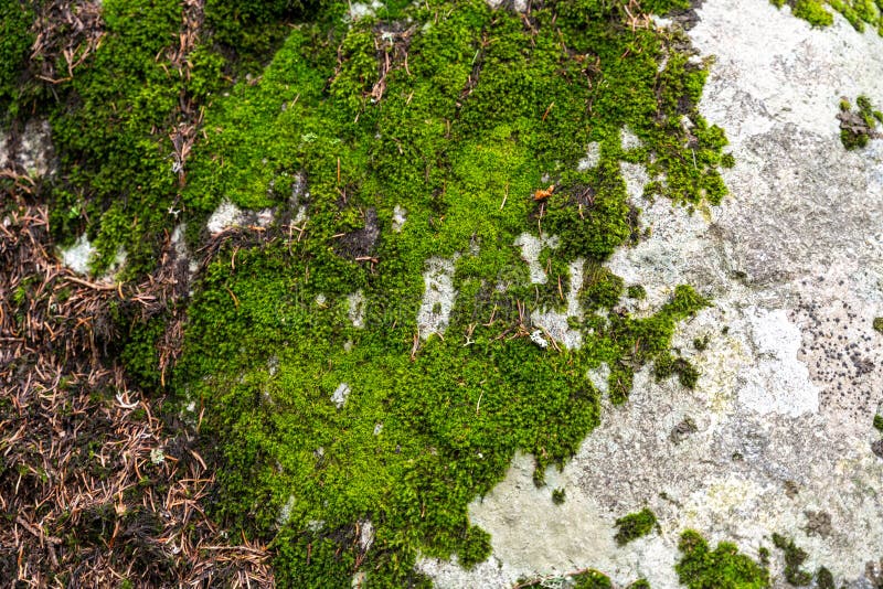 Bright Green Moss on a Stone in the Forest. Abstract Nature Forest ...