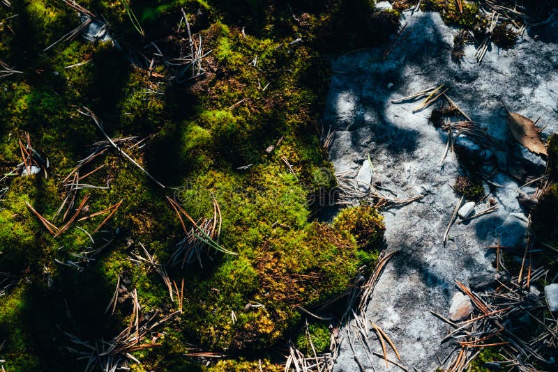 Bright Green Moss on the Stone, Natural Textures Stock Image - Image of ...