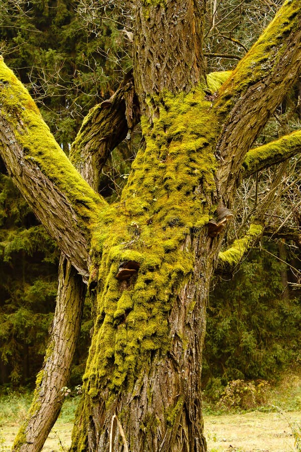 Bright Green Moss on Tree Trunks Stock Image - Image of vegetation ...