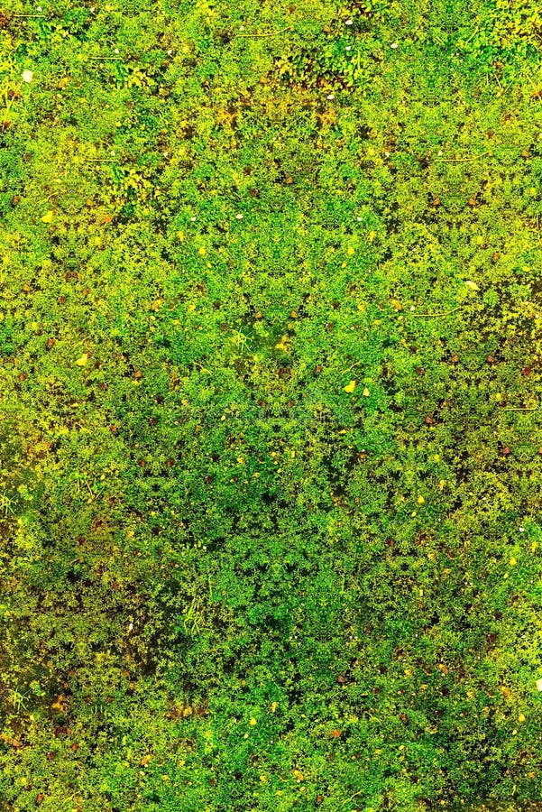 Bright Green Mossy Texture Background Web Banner Design Surface Stock ...
