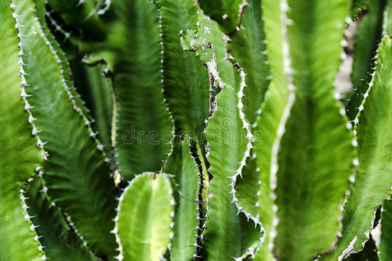 Bright Green Narrow Leaves of a Cactus. Close-up Stock Image - Image of ...