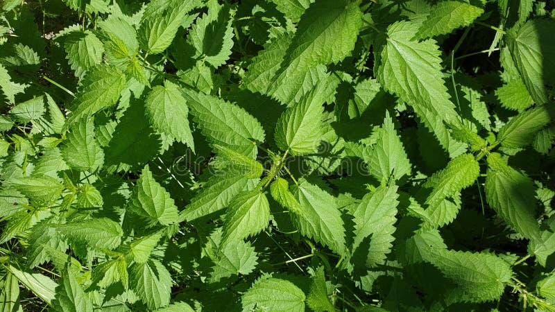 Beautiful Young Nettle, Beauty in the Ordinary Stock Photo - Image of ...