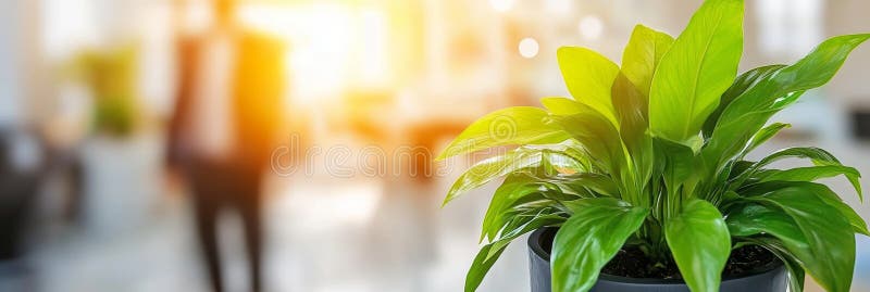 Bright Green Office Plant with Blurred Background of Modern Office ...