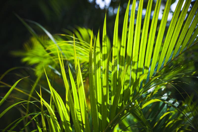 Bright Palm Tree Isolated on White Stock Image - Image of cutout ...