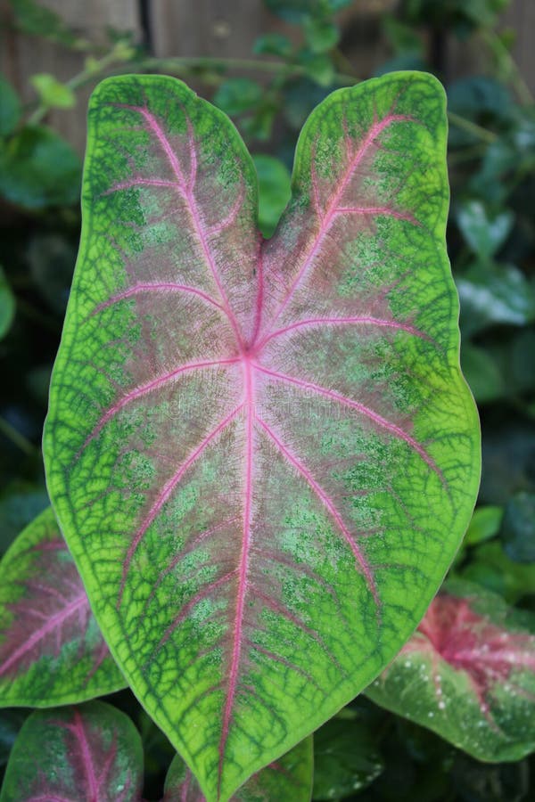 Bright Green and Pink Caladium Leaf Stock Photo - Image of close, green ...