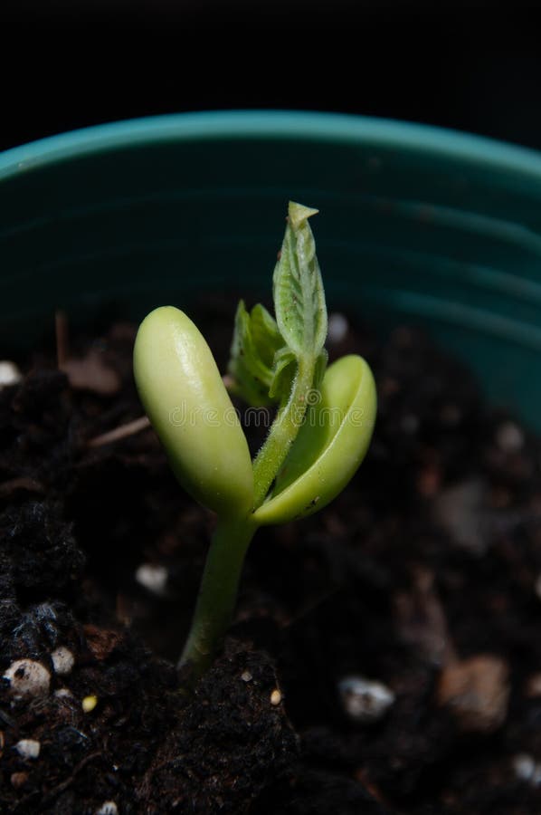 Close-up of a Pole Bean Sprouting from Soil Inside a Green Pot Stock ...
