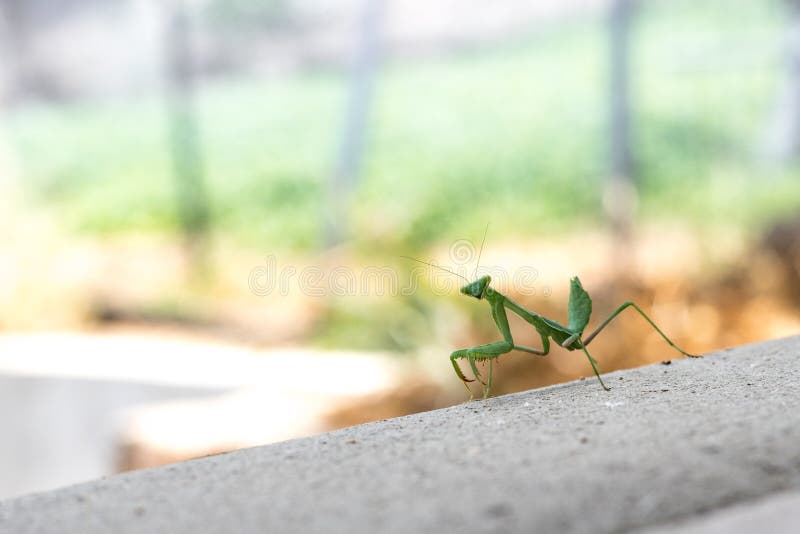 Bright Green Predatory Praying Mantis Standing on Gray Deck Looking ...
