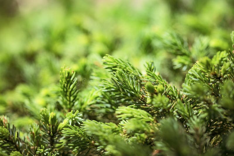 Bright Green Prickly Branches of a Evergreen Fir Tree. Christmas ...