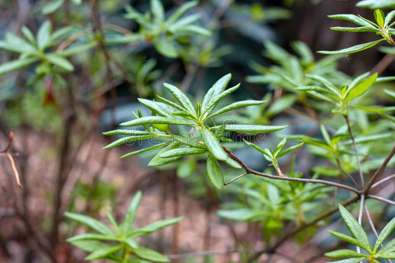Bright Green Rhododendron Orientalis Green Leaves in the Garden in ...