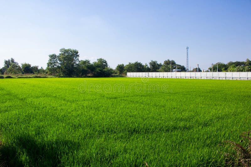 Bright Green Rice Fields Clear Skies Thailand Stock Photos - Free ...