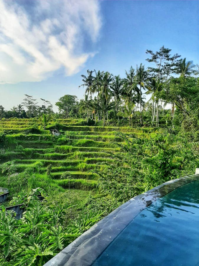 Bright Green Rice Fields by the Infinity Swimming Pool Stock Photo ...