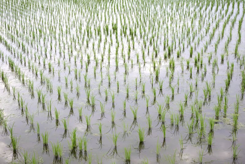 Bright Green Rice Fields in the Morning, Rice Fields of Thailand Stock ...