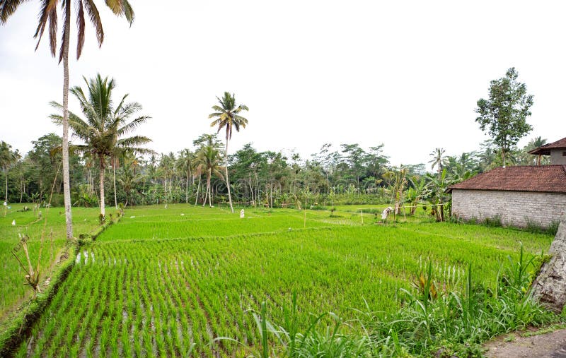 Bright Green Rice Fields and a Small Tiled Building in Bali Stock Image ...
