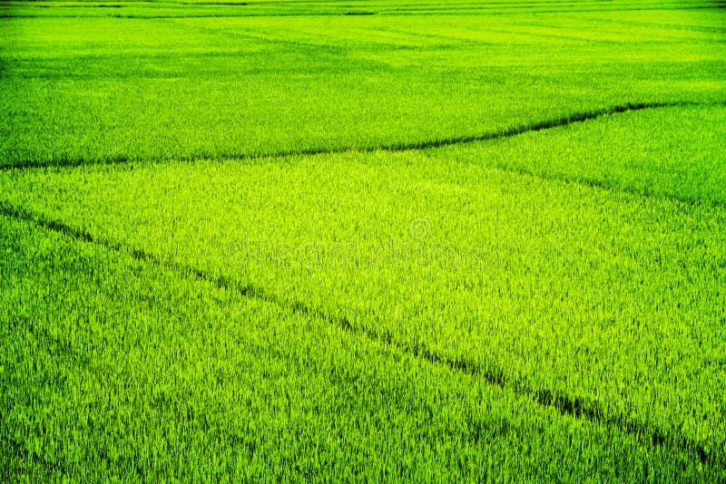 Bright Green Rice Fields in Summer Stock Image - Image of fresh, field ...