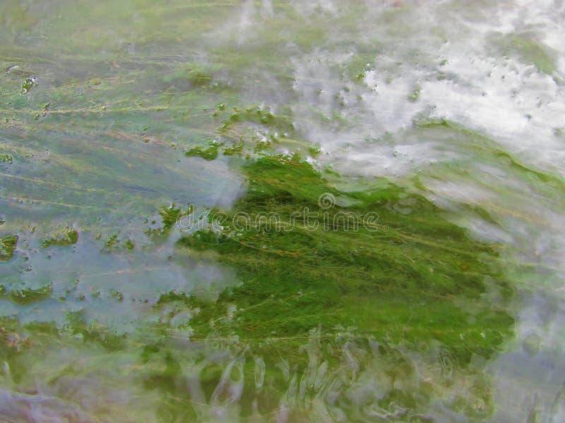 Bright Green River Algae Shine through the Transparent River Water with ...