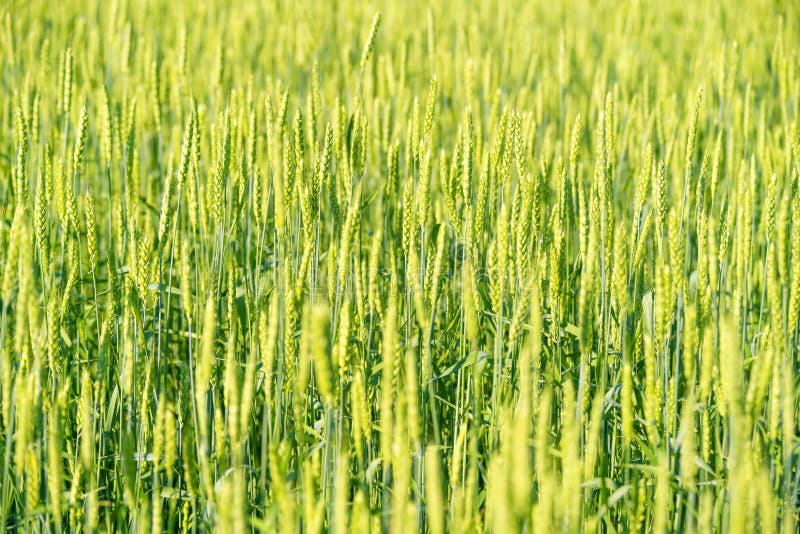 Bright Green Rye Field with Selective Focus Stock Image - Image of ...