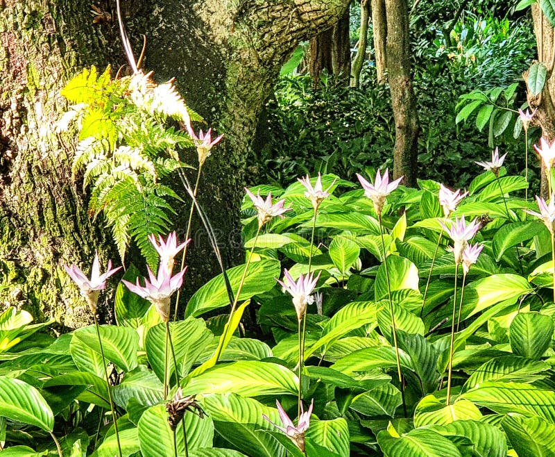 Saparua Garden Stock Photos - Free & Royalty-Free Stock Photos from ...