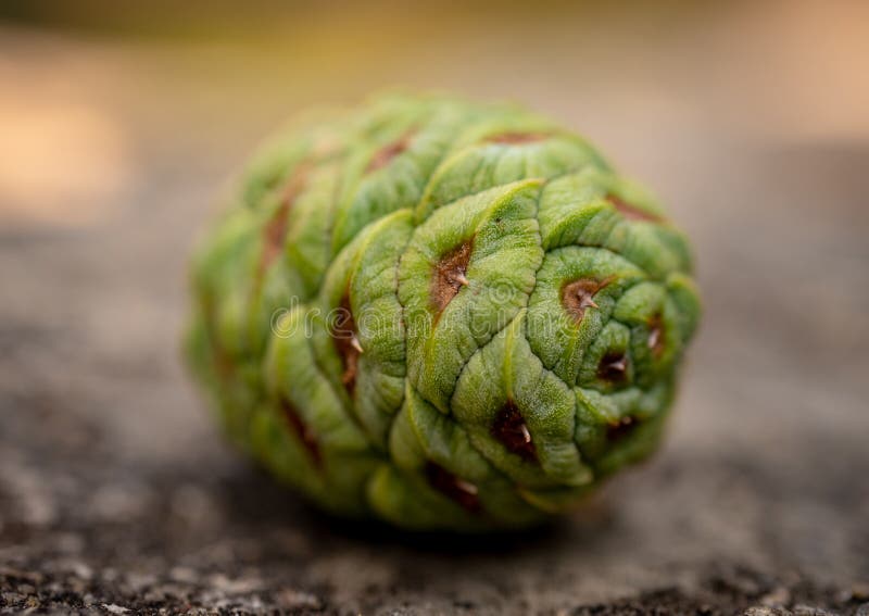 Bright Green Sequoia Pine Cone Stock Photo - Image of object, fresh ...