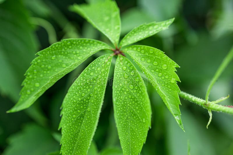 Bright Green Six-pointed Leaf of a Plant with Water Drops on it Stock ...