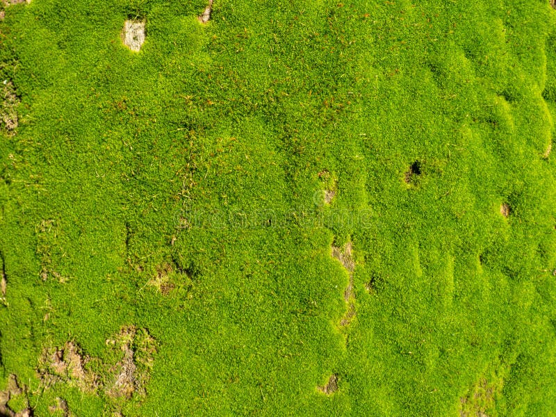 Bright Green Soft Moss. Moss on a Tree Trunk. Close-up of the Surface ...