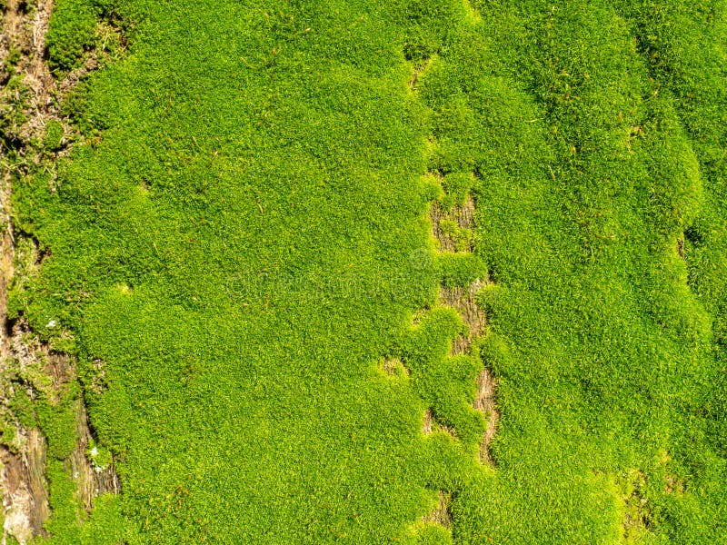 Bright Green Soft Moss. Moss on a Tree Trunk. Close-up of the Surface ...
