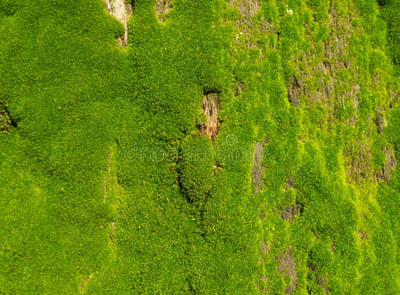 Bright Green Soft Moss. Moss on a Tree Trunk. Close-up of the Surface ...