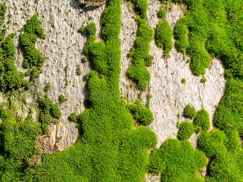 Bright Green Soft Moss. Moss on a Tree Trunk. Close-up of the Surface ...