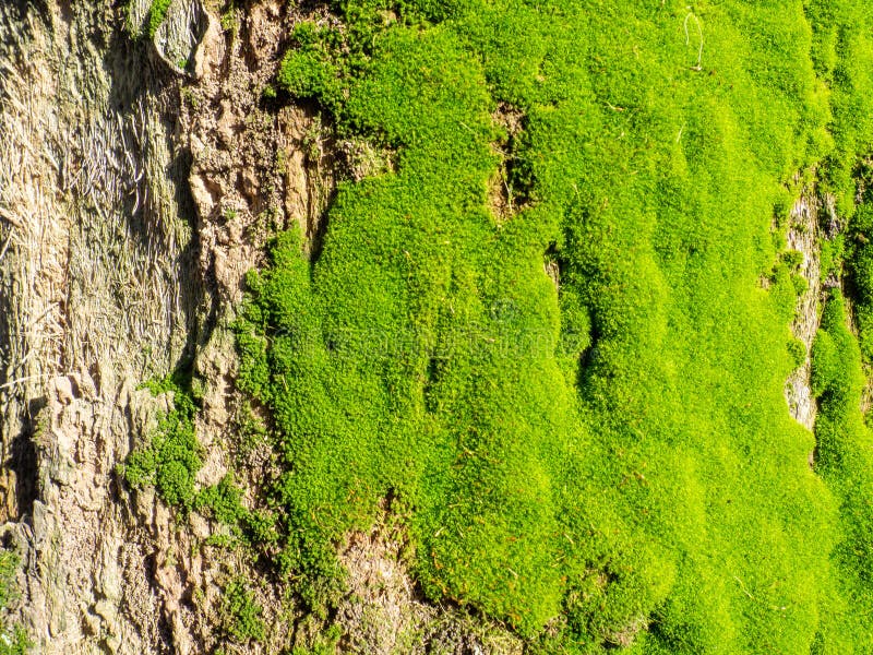 Bright Green Soft Moss. Moss on a Tree Trunk. Close-up of the Surface ...