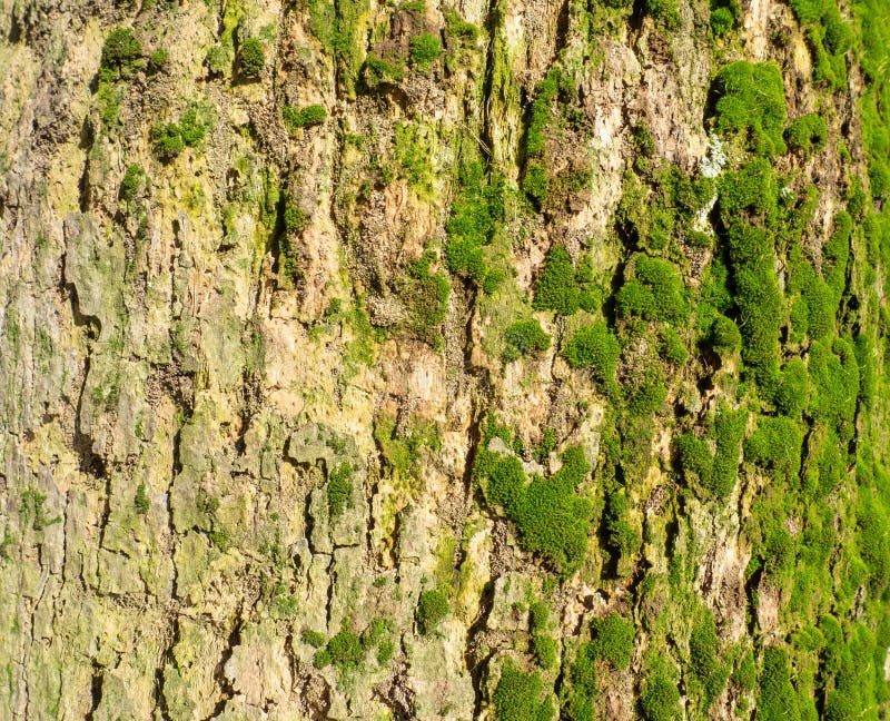 Bright Green Soft Moss. Moss on a Tree Trunk. Close-up of the Surface ...