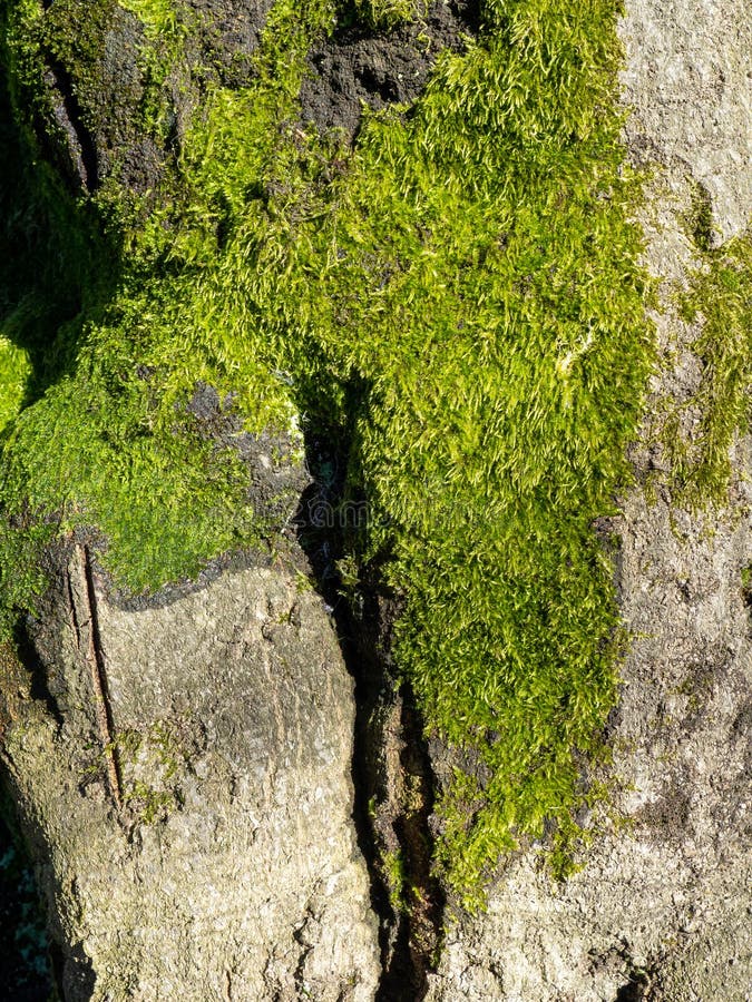 Bright Green Soft Moss. Moss on a Tree Trunk. Close-up of the Surface ...
