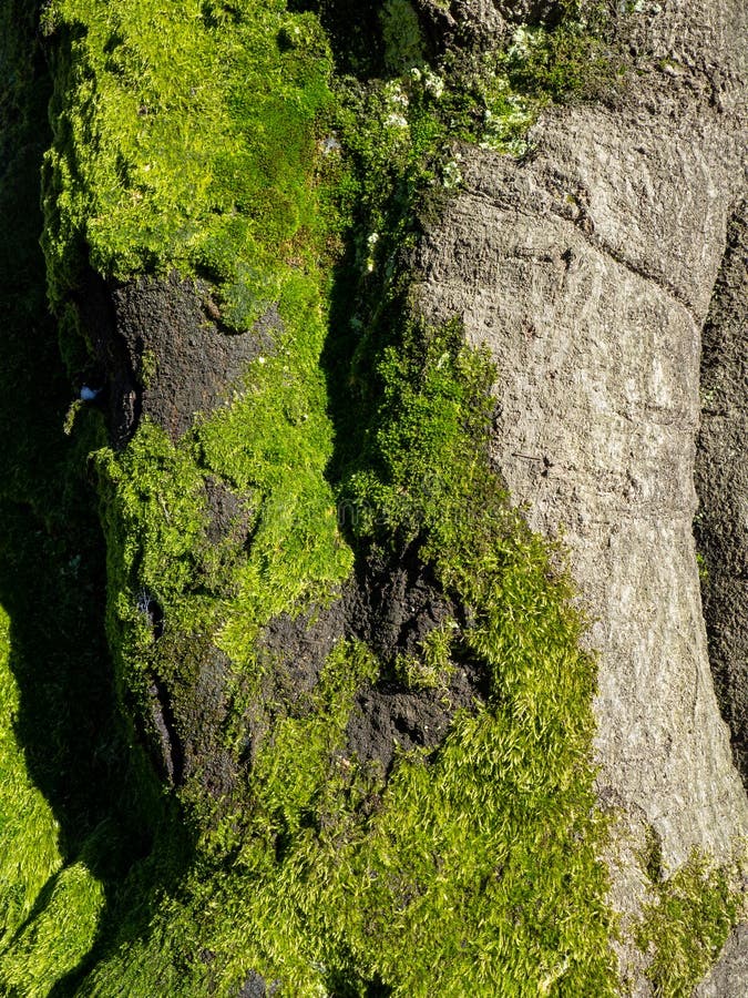 Bright Green Soft Moss. Moss on a Tree Trunk. Close-up of the Surface ...